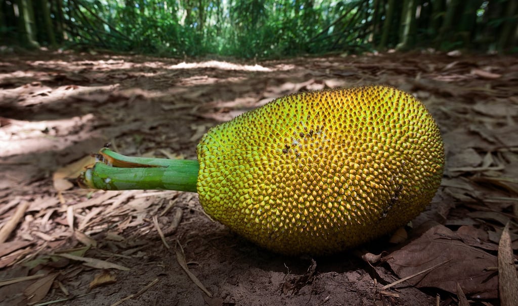 huge jackfruit