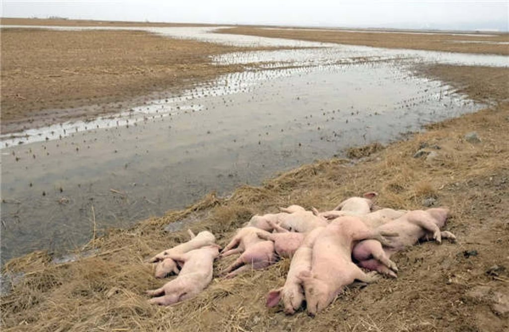 Unidentified mystery pigs are washing up on the banks of China’s Yellow ...