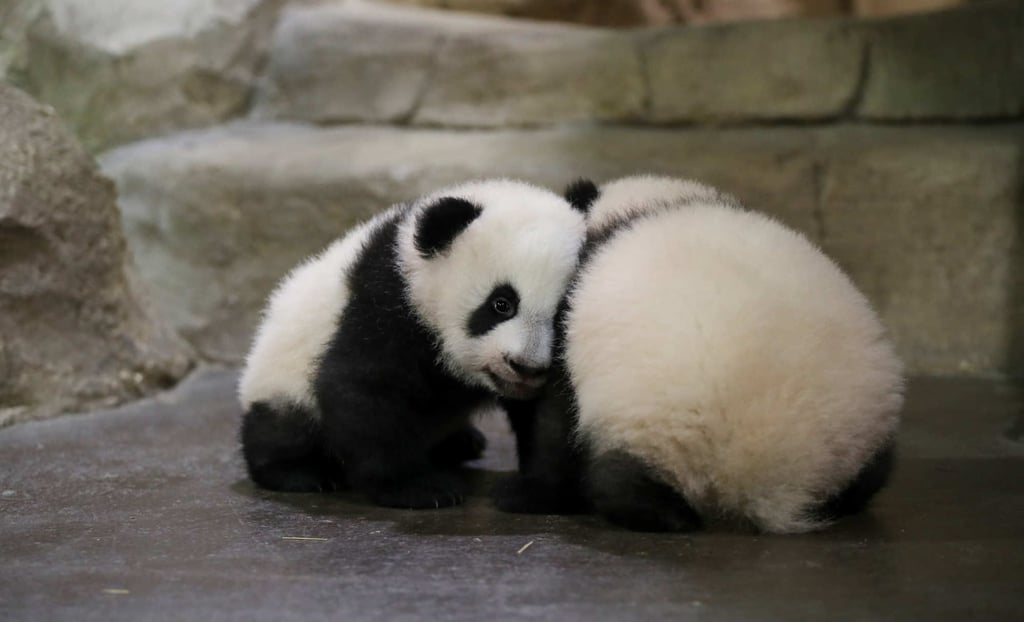 cuddle pandas