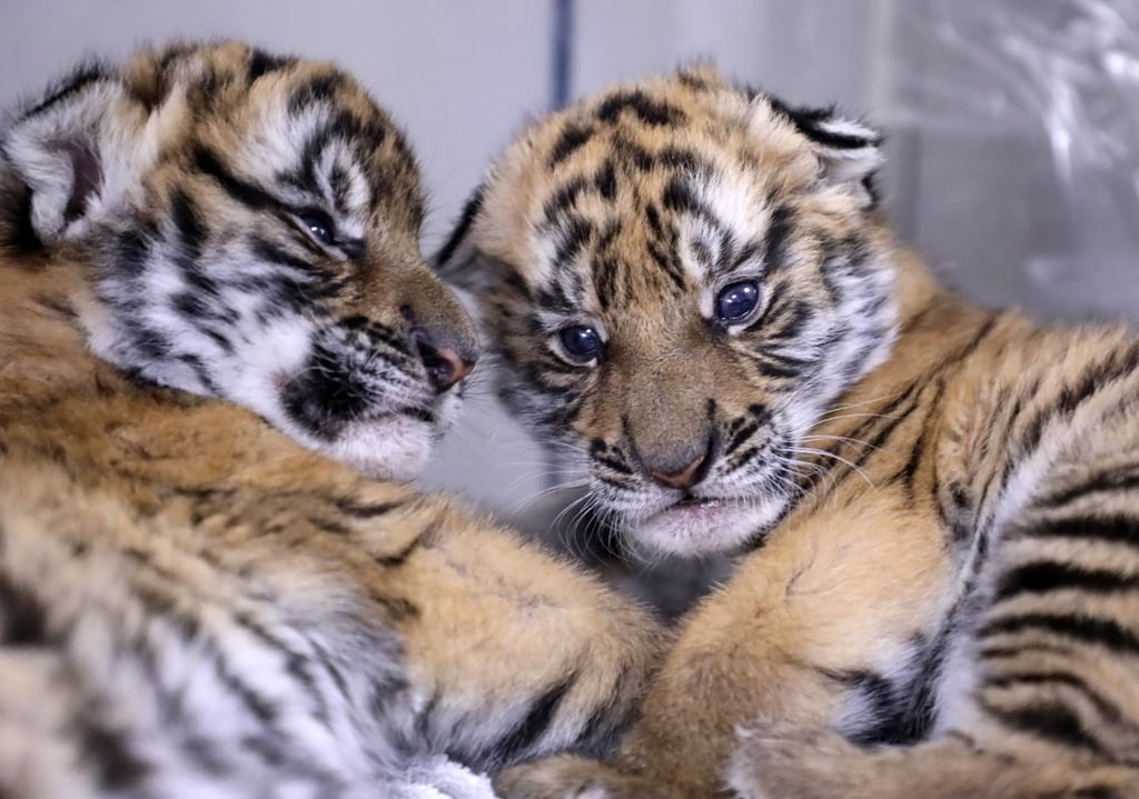 Tiger exports to Asia from South Africa are booming, threatening ...