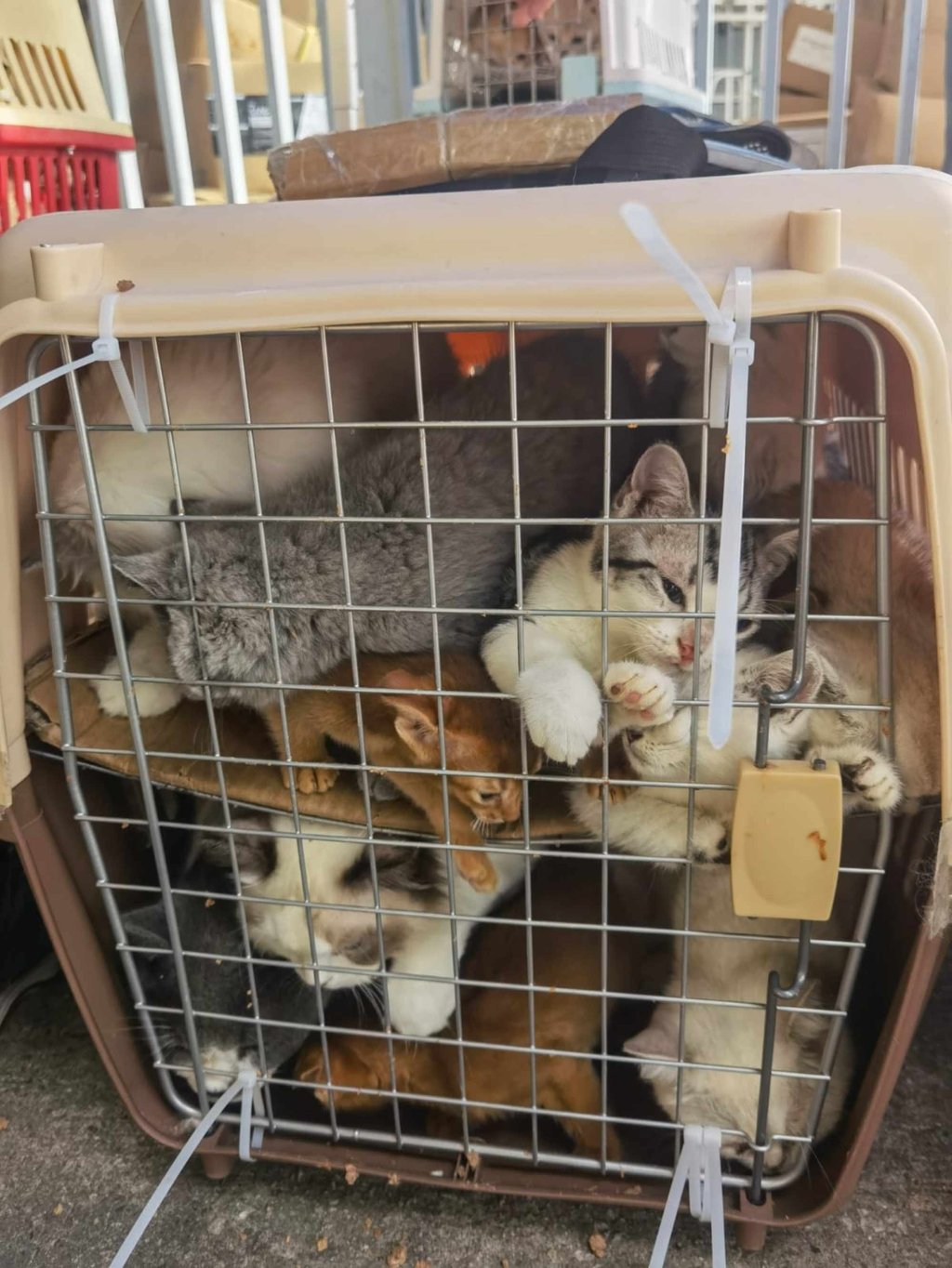 More than 130 pedigree kittens, puppies confiscated in Hong Kong’s ...