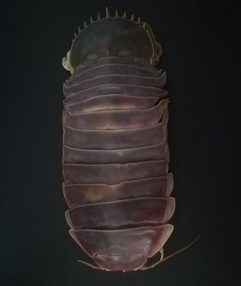 ‘Giant genes’ shed light on how ‘alien’ crustacean has adapted to the ...