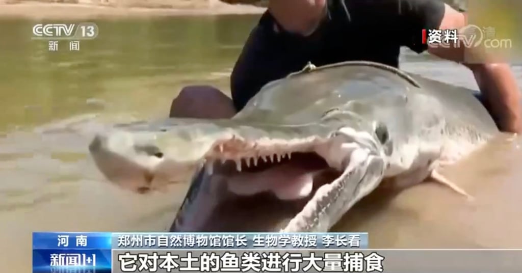 Fugitive ‘monster fish’: Chinese city drains entire lake to hunt ...