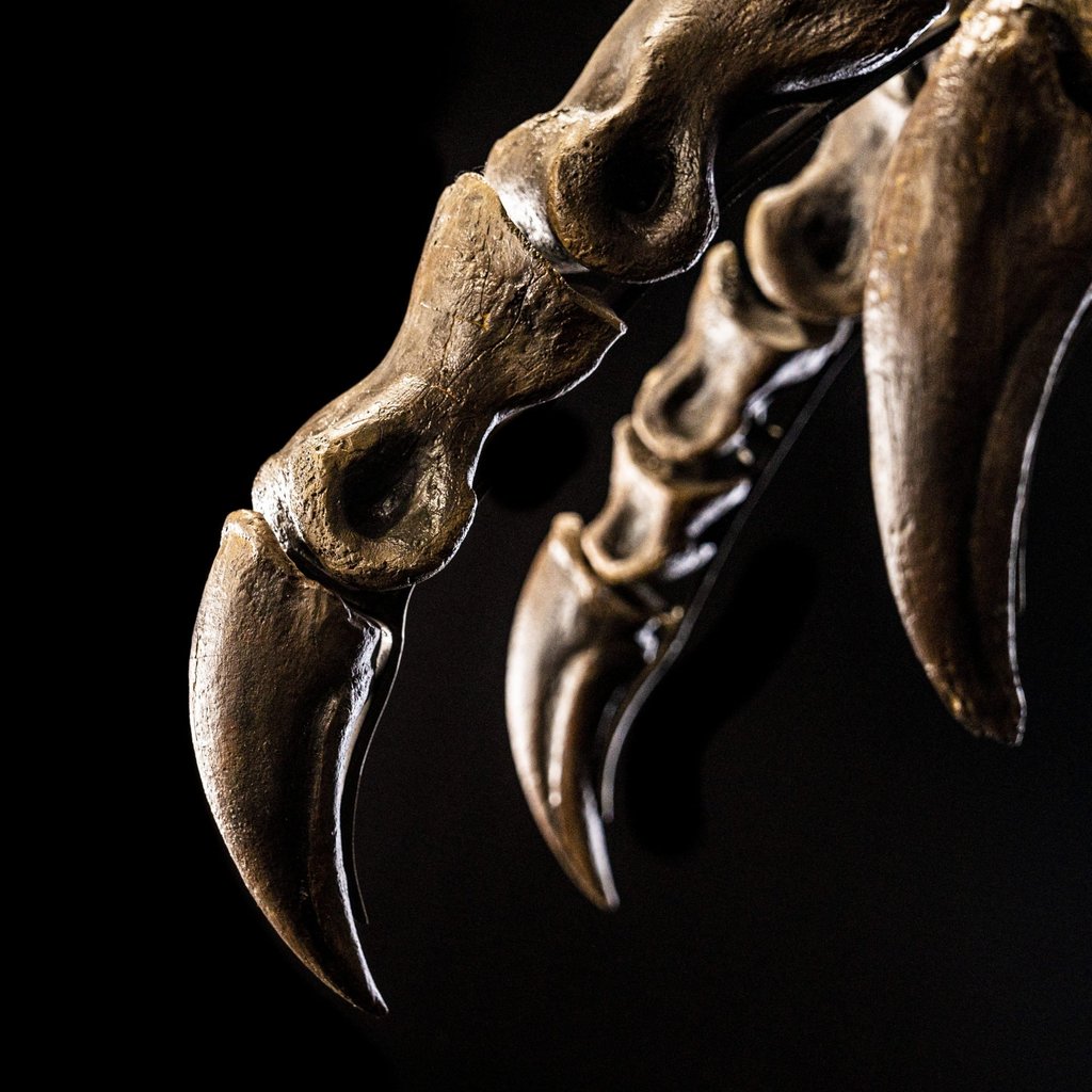 First fossil T. rex for auction in Asia at Christie’s Hong Kong autumn ...