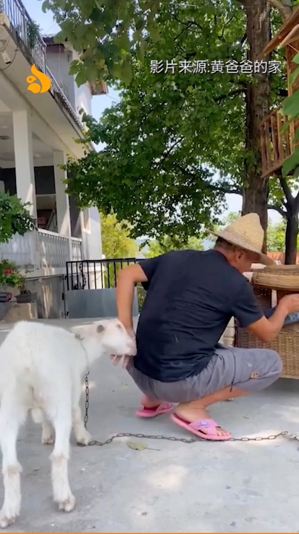 ‘Naughty but adorable’ pet goat in China that eats everything - screws ...