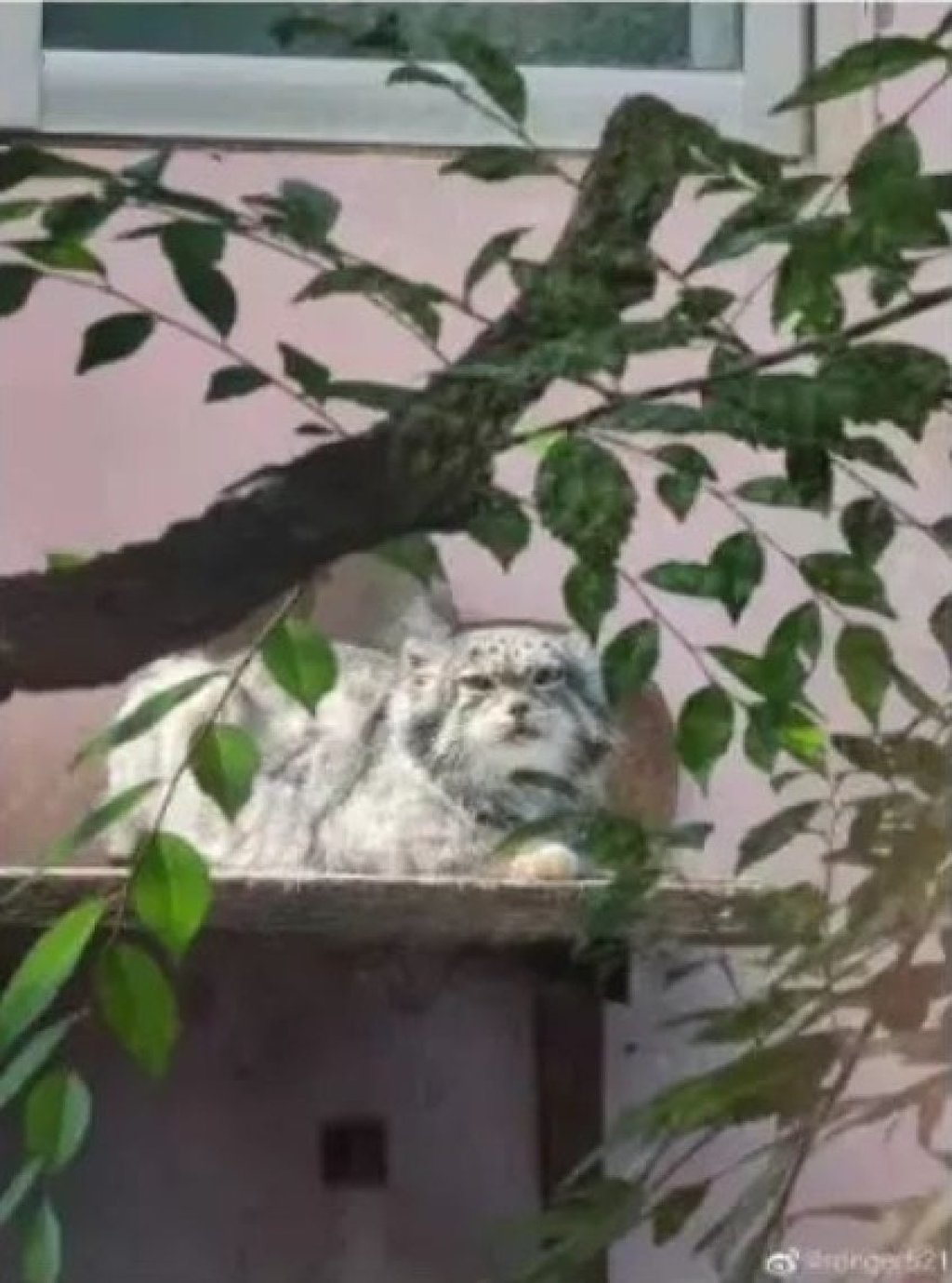 ‘Fat sacred beast’: cute Pallas’s cat chokes to death on chicken piece ...