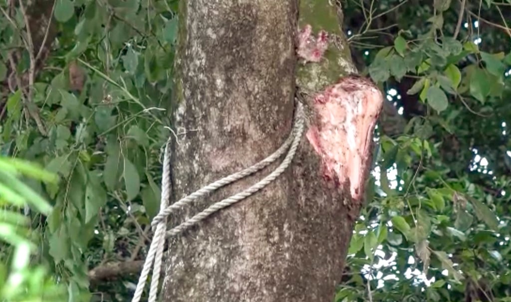 Hong Kong authorities warn of action against contractor after tree ...