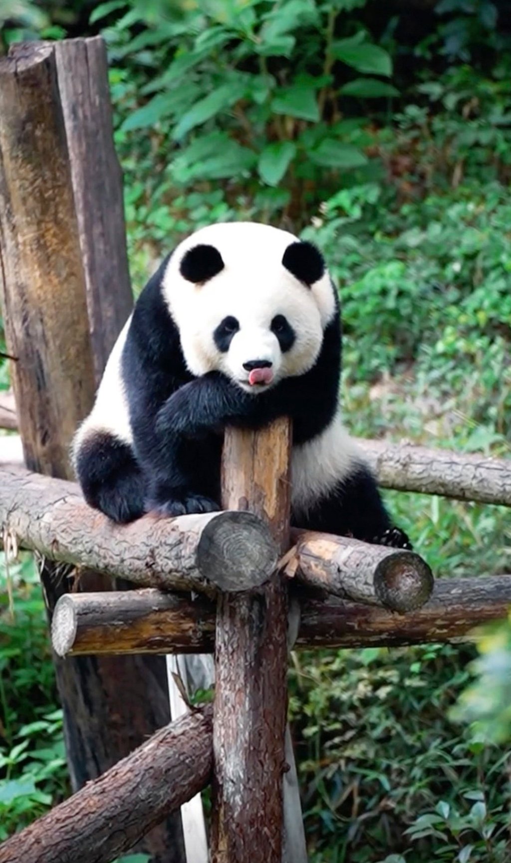 Please adopt me! Desperate Chinese zoo receives US$360,000 donation ...