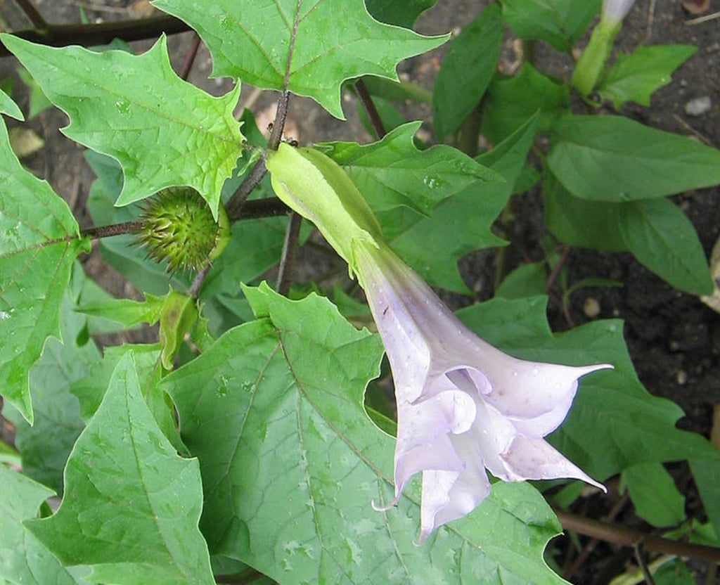 Toxic ‘devil’s trumpet’ weed blamed for causing hallucinations in ...