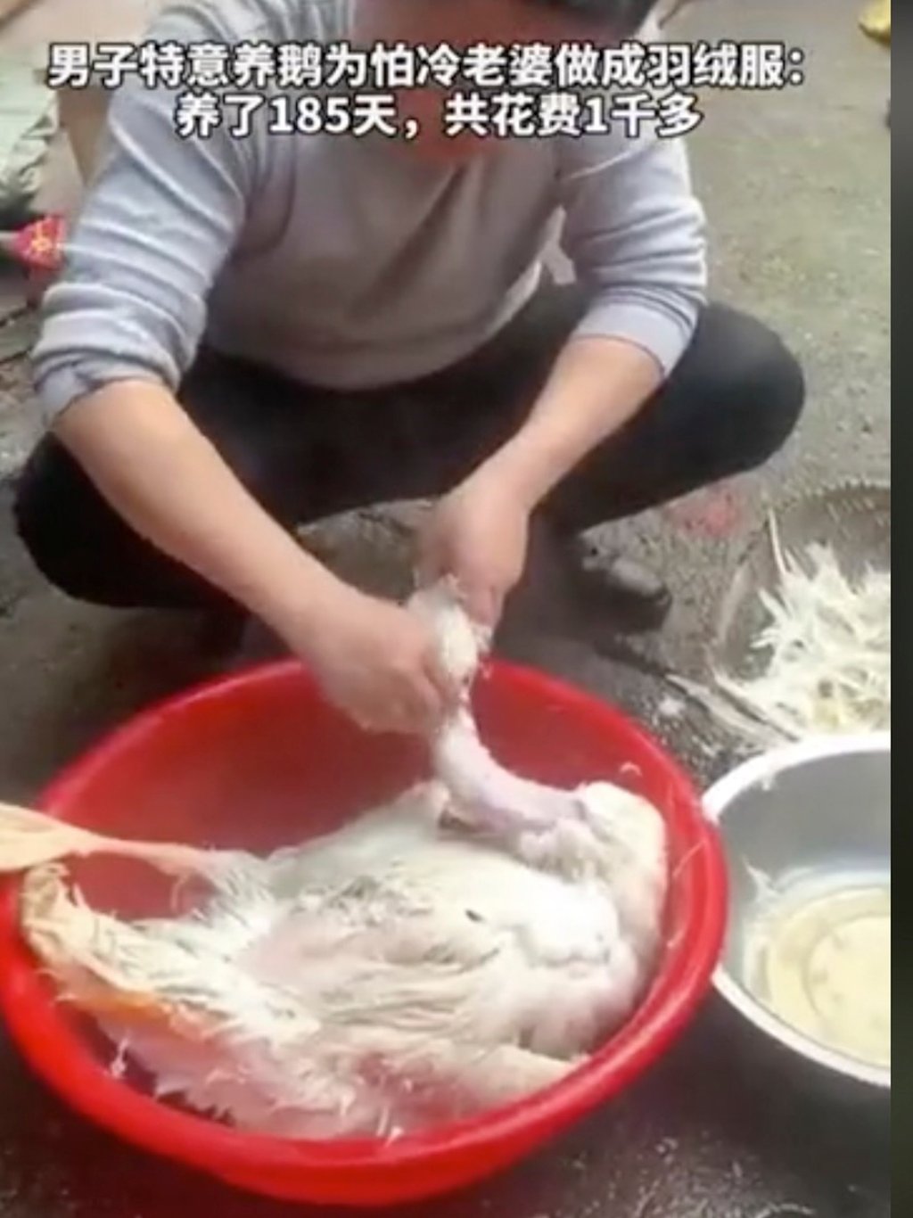 Labour of love: romantic Chinese man raises mini-flock of geese to ...