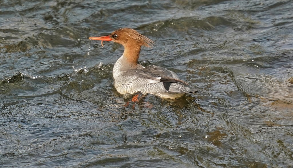 are ducks endangered