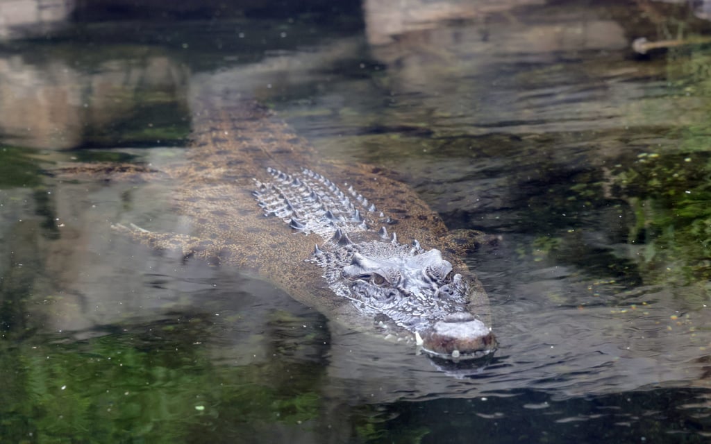 Why Hongkongers want latest crocodile found to be housed at Wetland ...