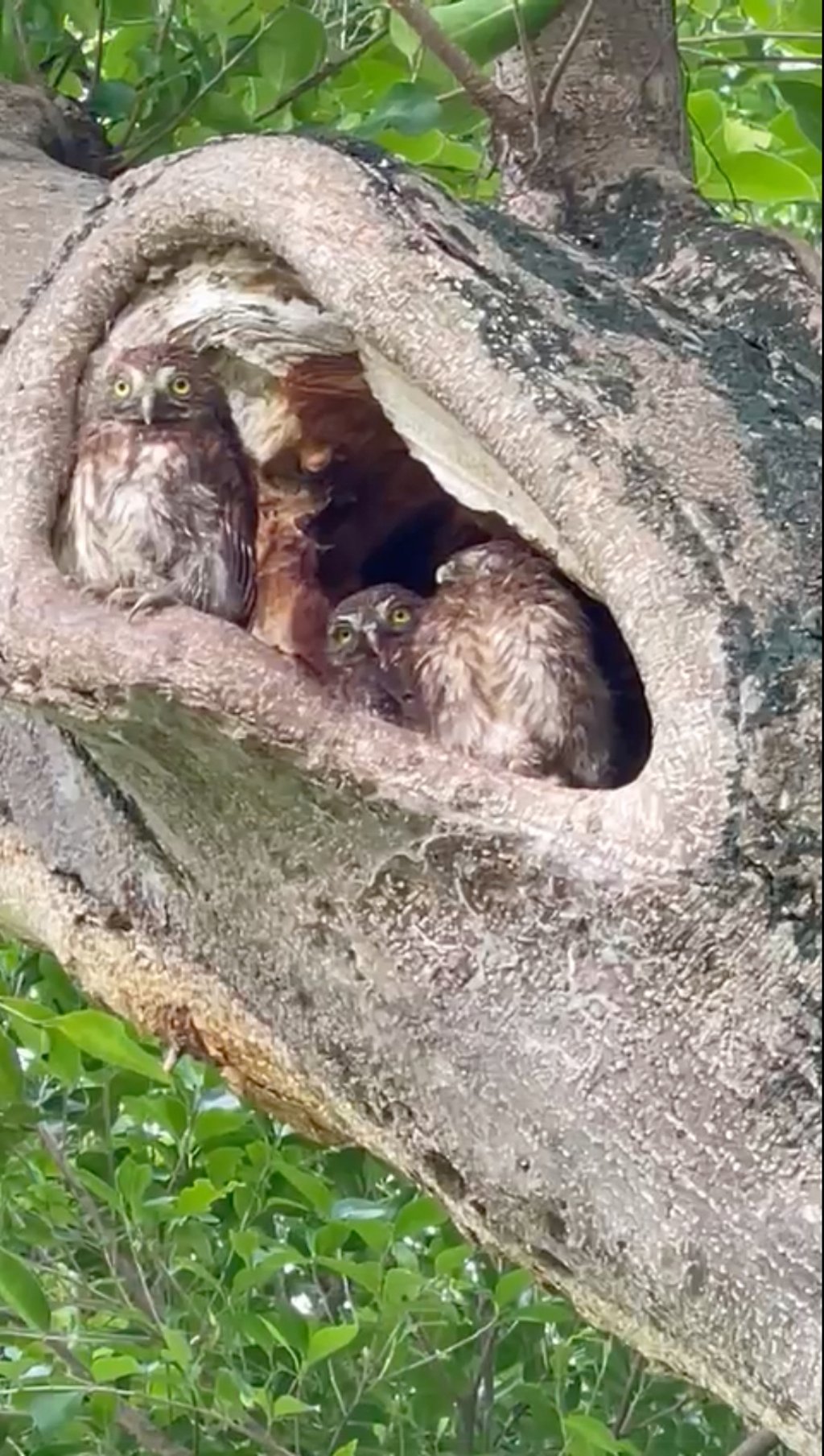 Hong Kong Golf Club shares video of baby owls at Fanling course, says ...