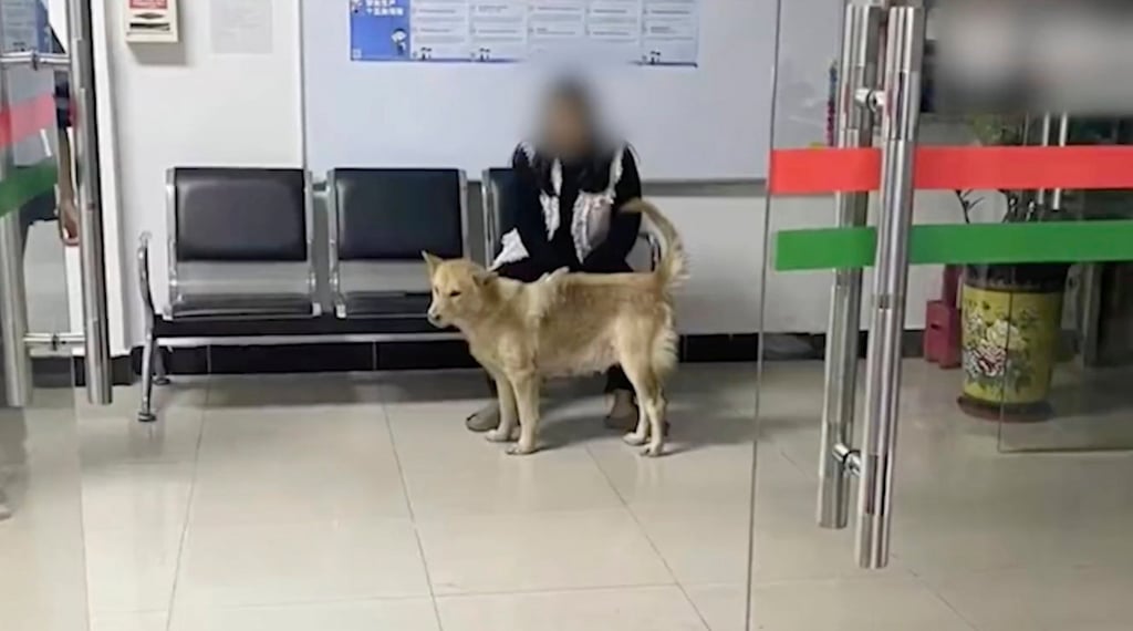 Day job dog: Chinese firm puts canine on payroll as ‘security captain ...