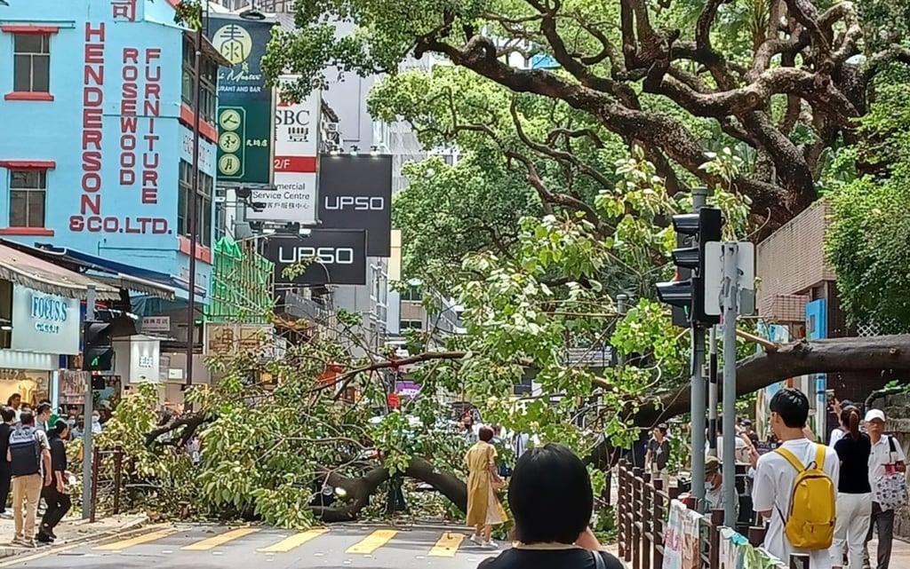 12-metre tree crashes down on luxury Bentley car in Hong Kong shopping ...