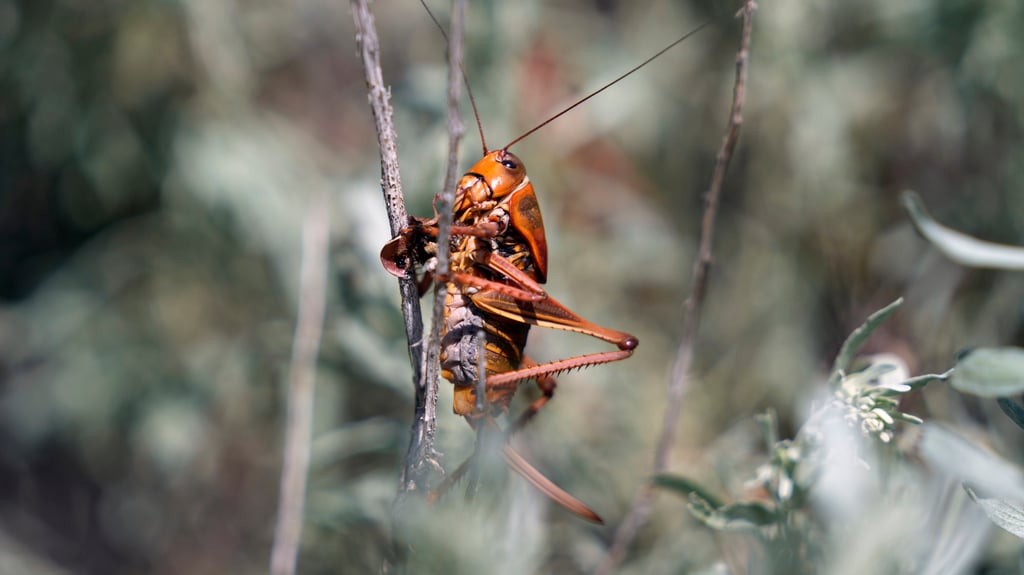 Blood-red Mormon crickets invade US town, as residents fight back ...