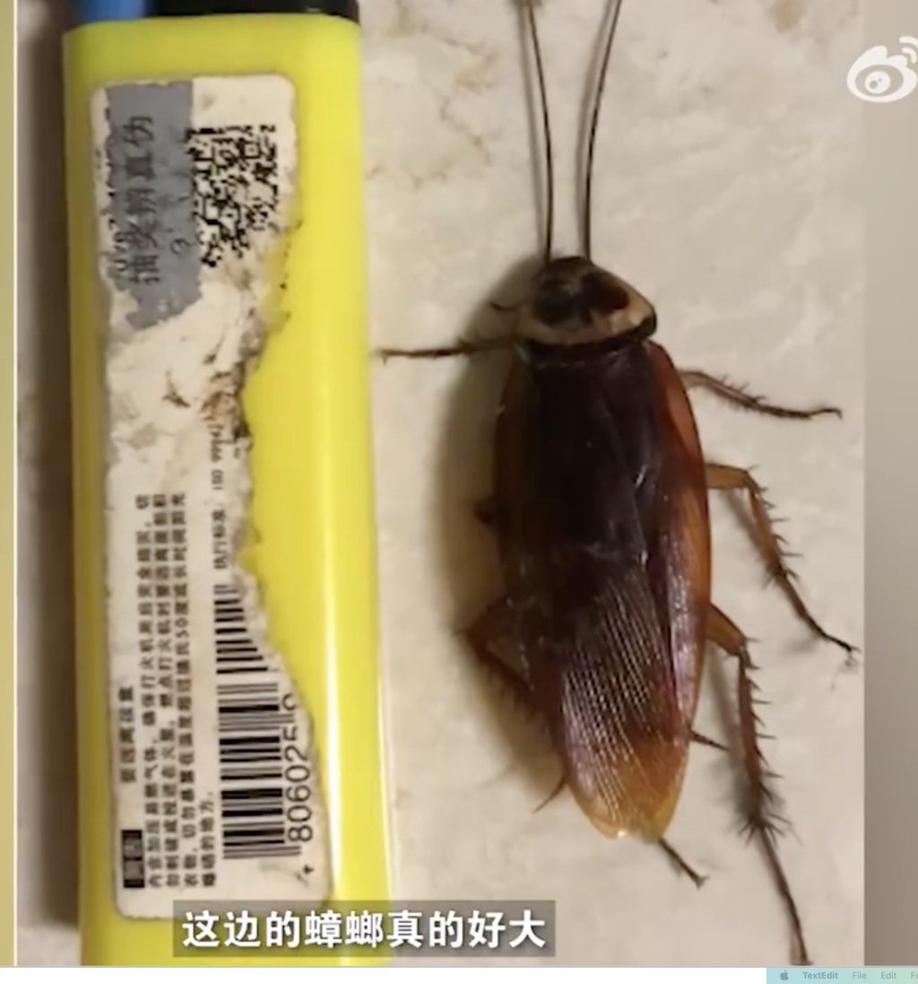 Tortured by cockroaches: ‘gigantic flying’ roaches force woman from ...