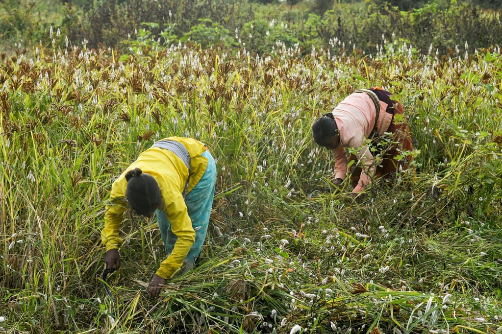 Why millet is having a moment – served at the White House to India’s ...