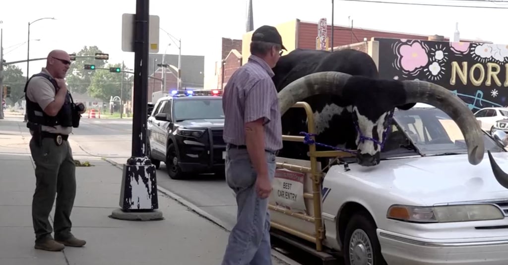 Bull in a traffic stop: US man pulled over because of unusual passenger ...