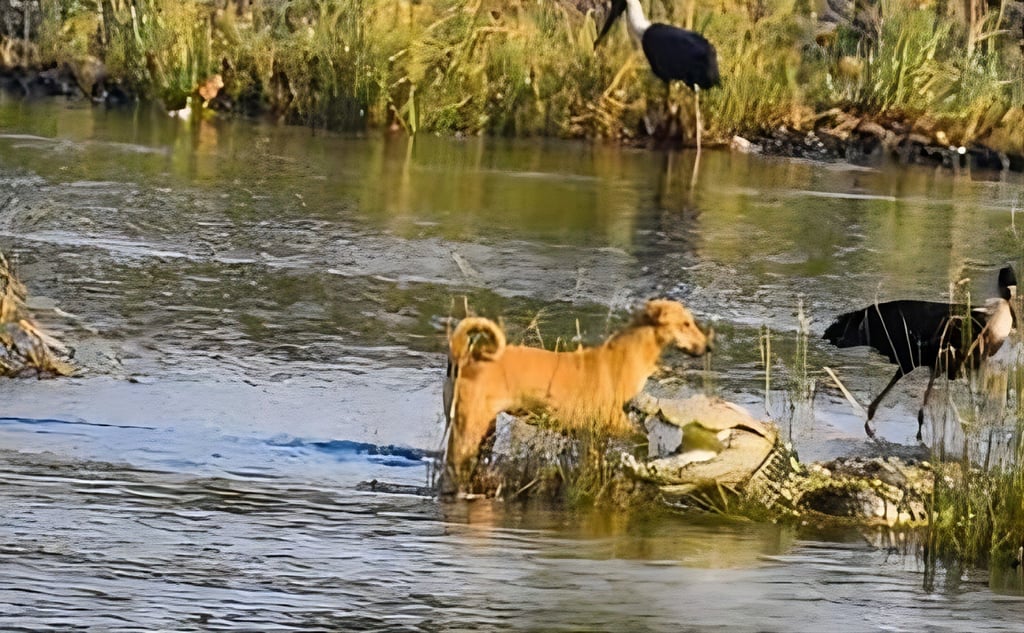 Crocodiles ‘escort’ dog to safety in India, stunning scientists | South ...