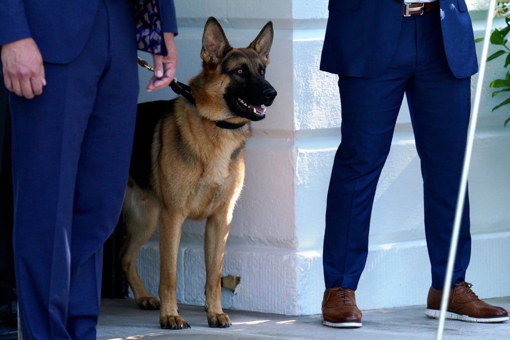 Bidens’ dog Commander removed from White House after biting incidents ...