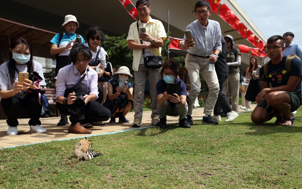 Hoopoe flying south stops in Hong Kong urban park and draws flock of ...