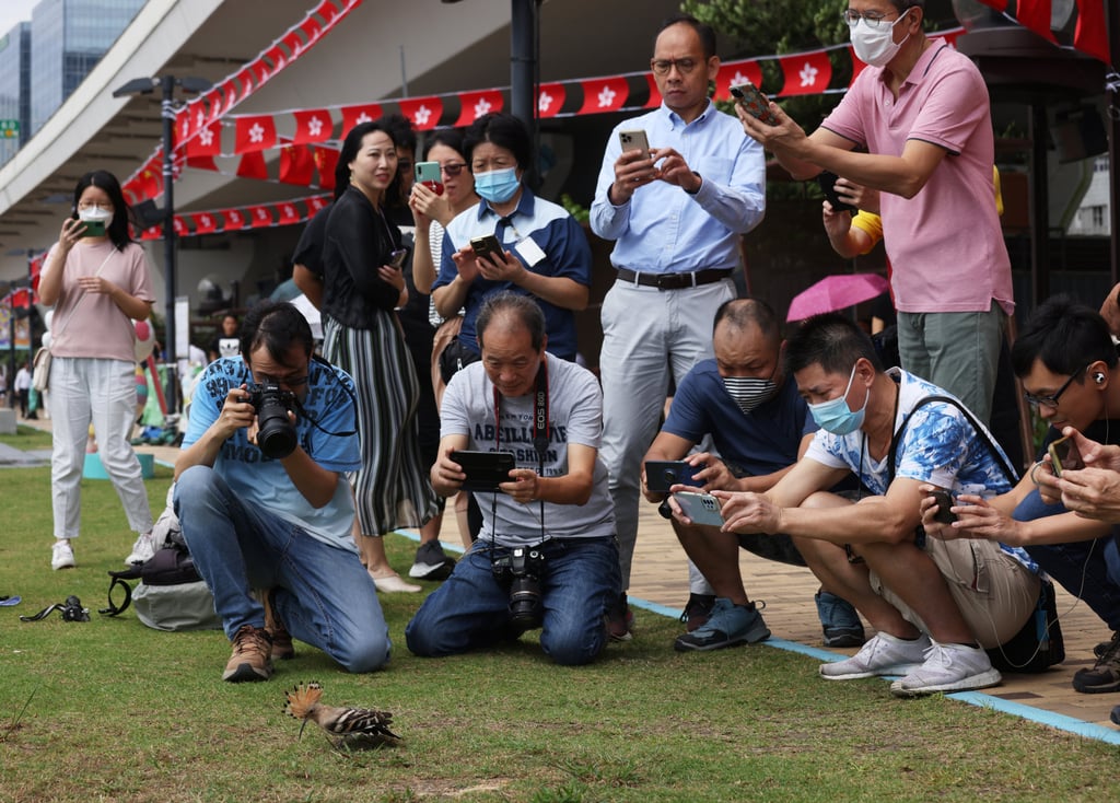Hoopoe flying south stops in Hong Kong urban park and draws flock of ...