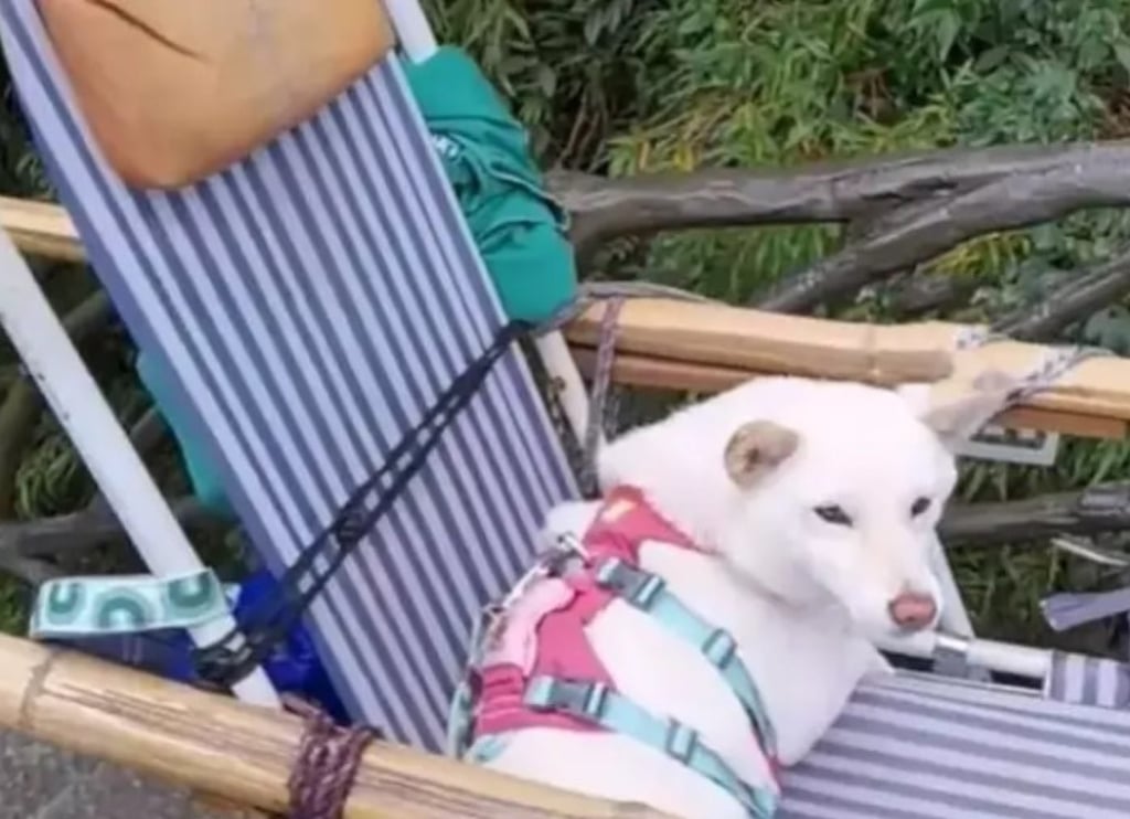 Pampered pooch: woman in China pays US$134 to have pet dog carried up ...