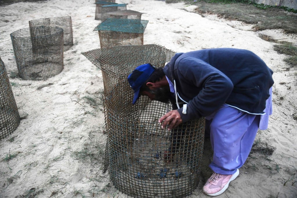 As Pakistan’s urban sprawl spreads, green turtles fight for survival in ...