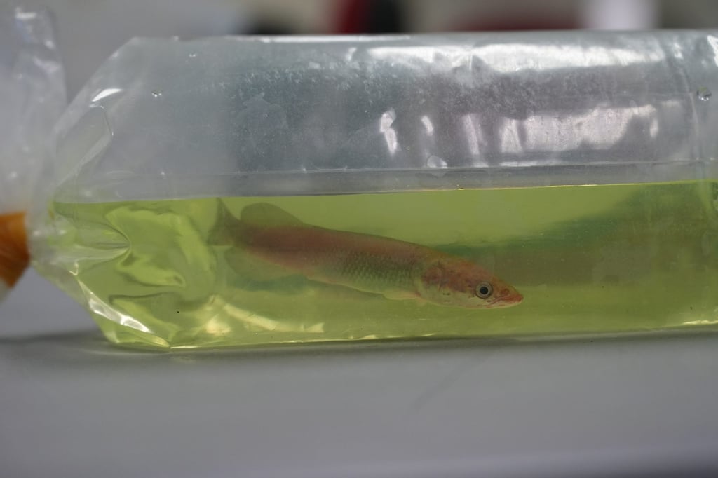 Hong Kong customs seizes suspected smuggled goods worth HK$4 million ...