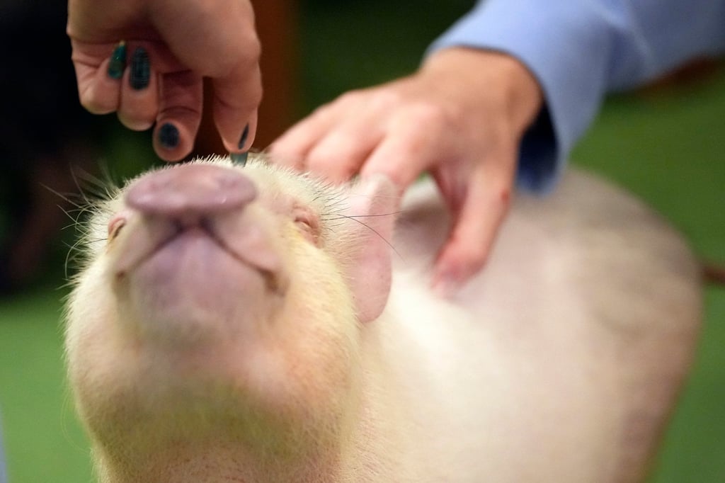 As Japan grapples with donor shortage, scientists breed first pigs for ...