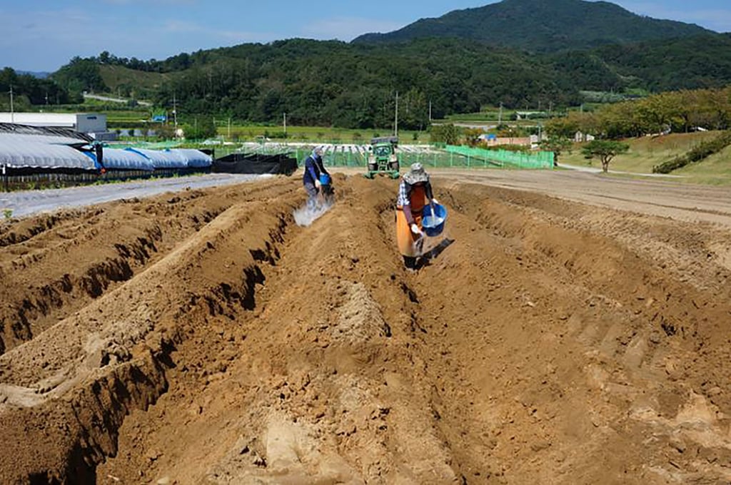 Korean ginseng gets leg-up against climate change, and competition in ...
