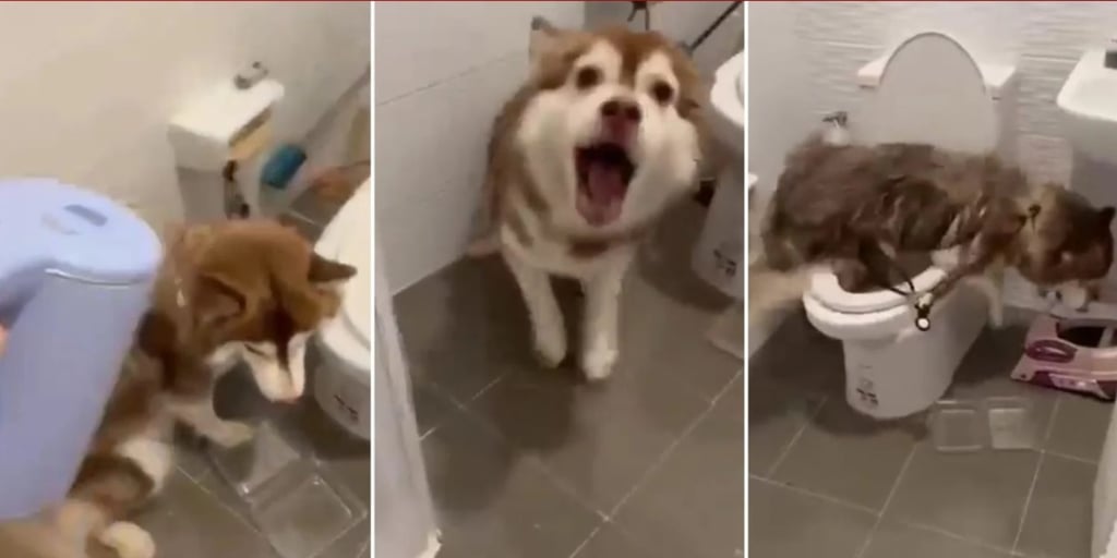 Thai woman scalds pregnant pet husky with hot water for ‘stealing ...