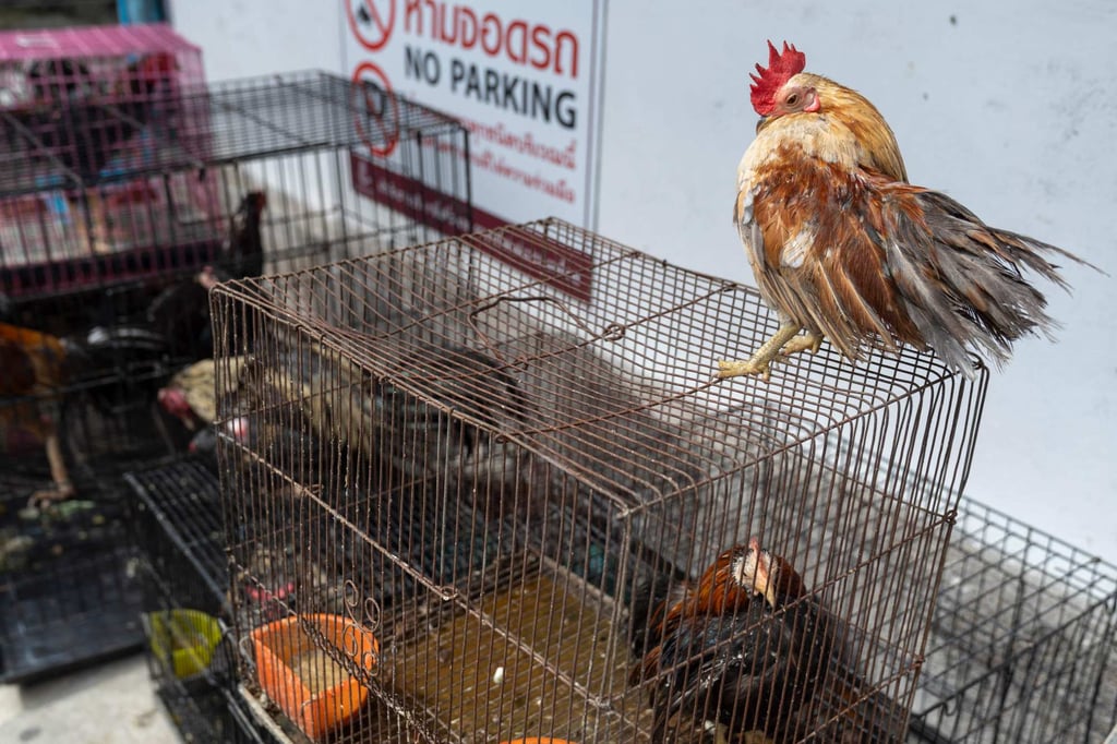 Fire at Thailand’s Chatuchak Weekend Market kills hundreds of puppies ...