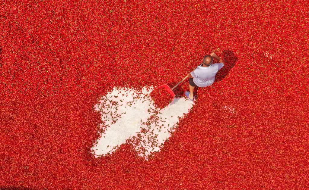 Opinion | How chilli peppers in China were a substitute for salt before ...