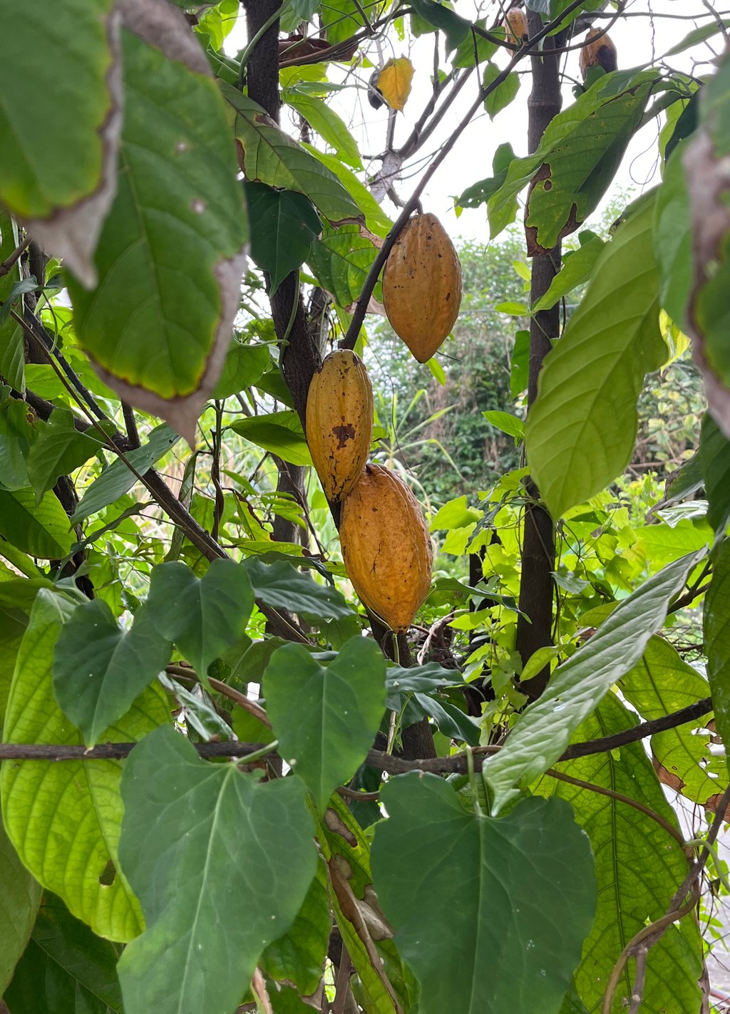 Cocoa growing in Hong Kong tried as climate change raises prices for ...