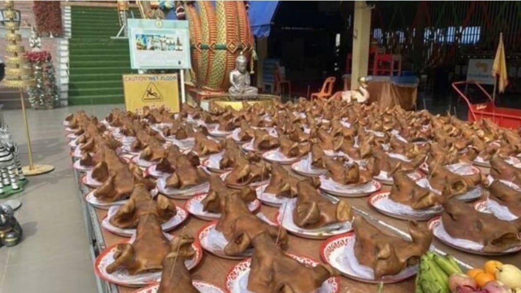 Thai man offers heads of 99 pigs to Buddhist deity who ‘gave’ him wife ...