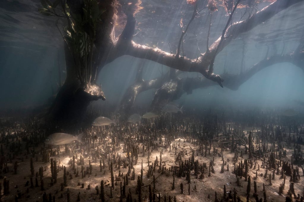 Style Edit: Rolex’s Perpetual Planet Initiative champions marine ...