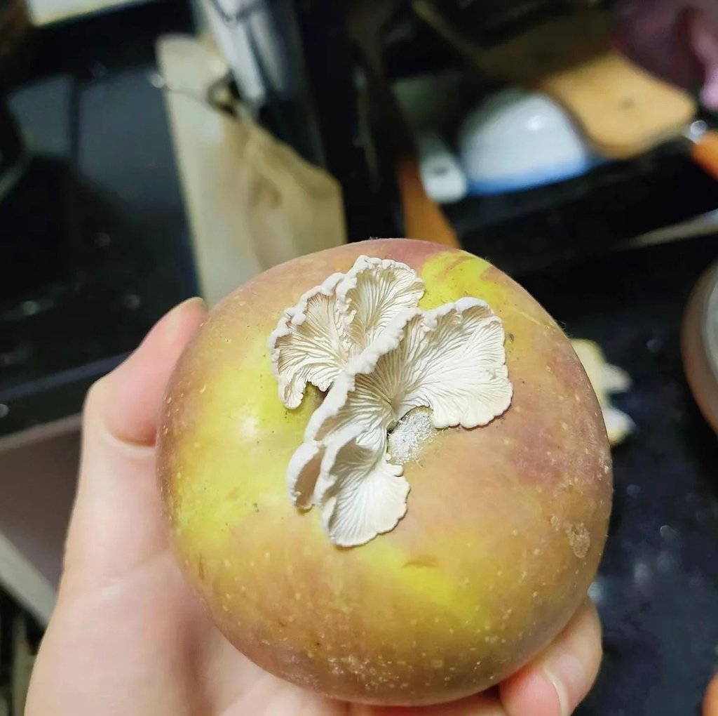 The viral ‘apple fungus’ that’s intriguing the Chinese internet – and ...