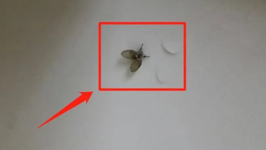 Fly-swatting man in China loses eye after killing pesky insect that ...