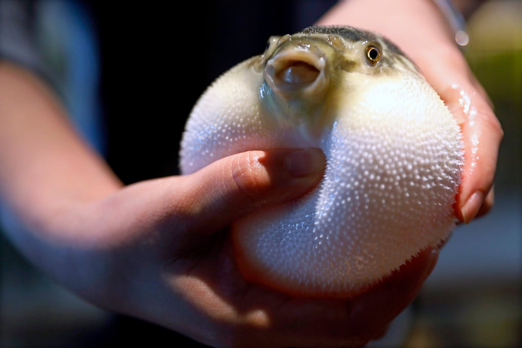 how to prepare fugu puffer fish
