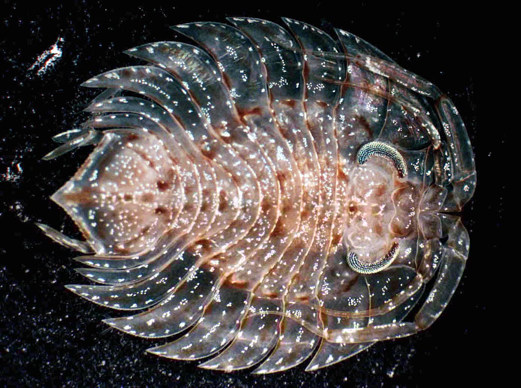 New species of ‘ghost shark’ emerges from the depths in New Zealand ...