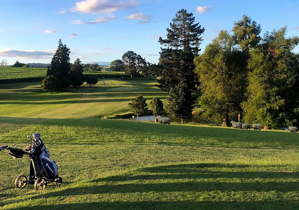 ‘Ewe’ll be sorry’: sheep sacked after 55 years as New Zealand golf ...