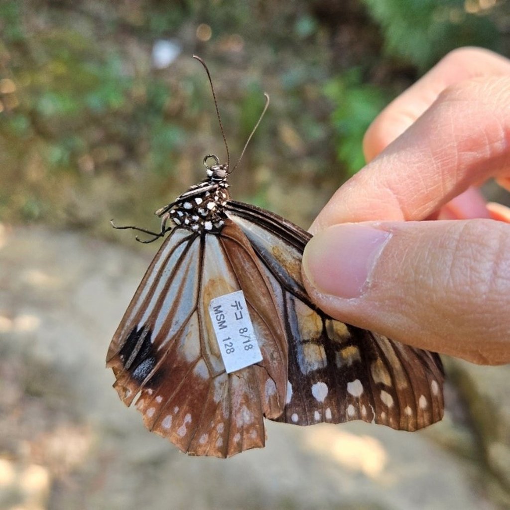 Rare butterfly flies from Japan to Hong Kong | South China Morning Post