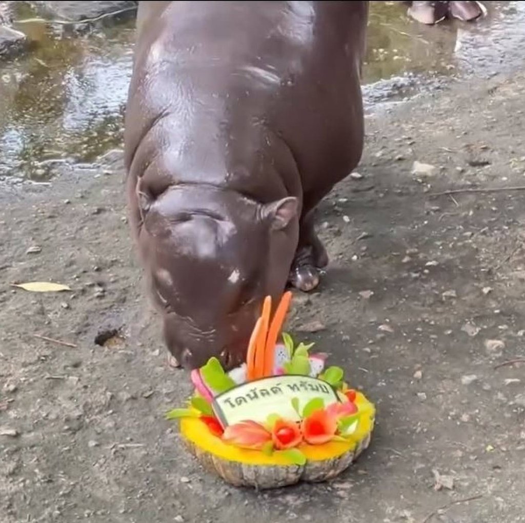 Pygmy hippo Moo Deng, Thailand’s viral internet sensation, celebrates ...