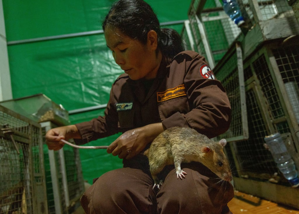 Rat-ical solution: the giant pouched rodents saving lives in Cambodia’s ...