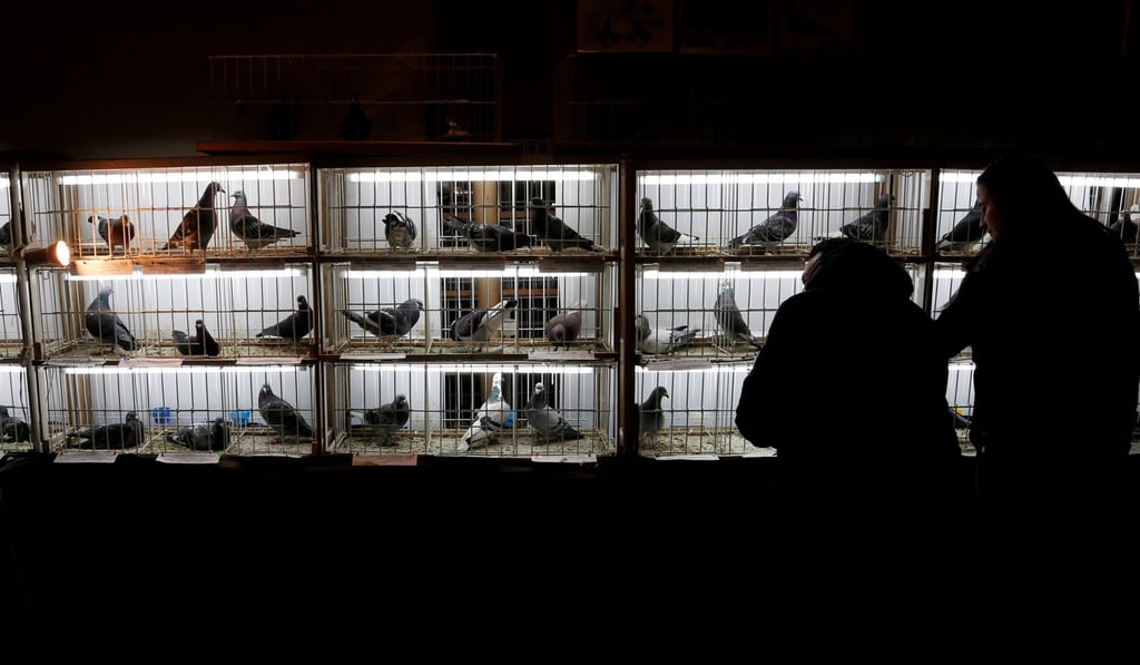 This ‘Lewis Hamilton of pigeons’ just sold for a world record US$1.4 ...