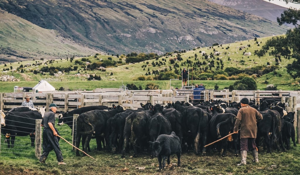 New Zealand beefs up on Omega lambs and Fitbit cows to fight fake meat ...