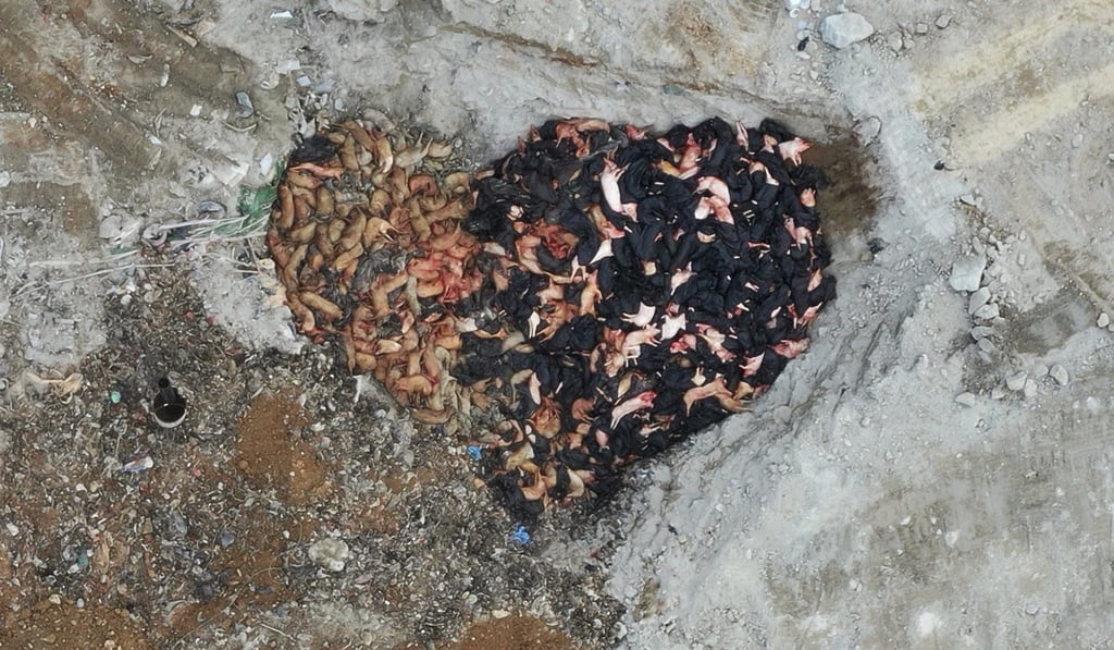 United States to start pig testing to stop spread of fatal Africa swine ...