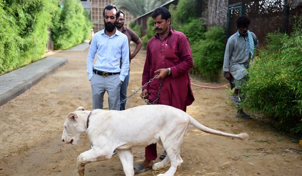 In Pakistan, rich city dwellers flaunt their wealth by keeping lions ...